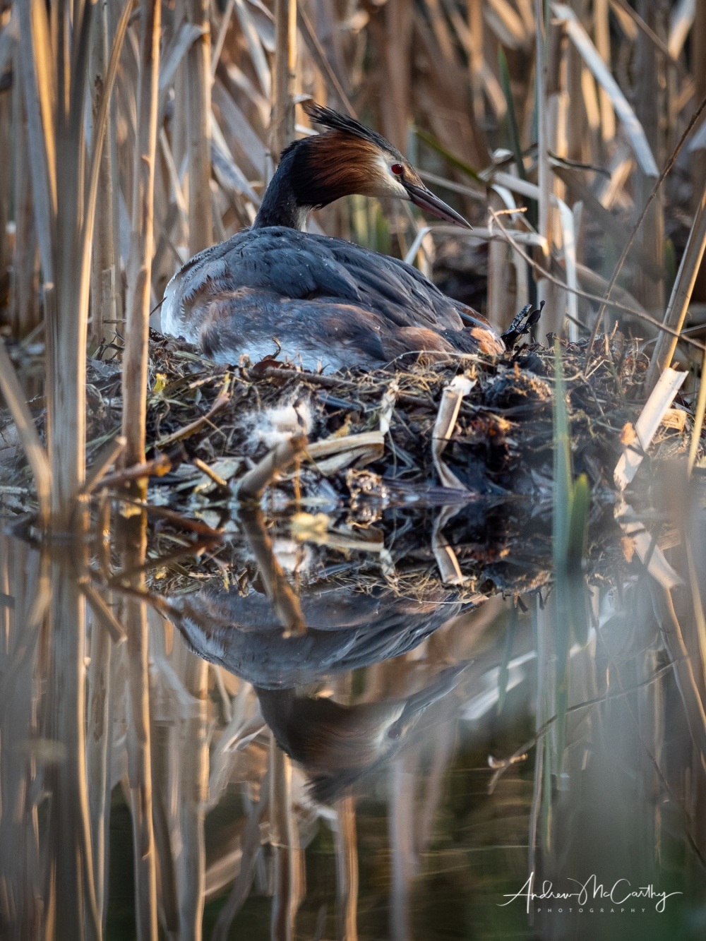 Birds - Andrew McCarthy Photography