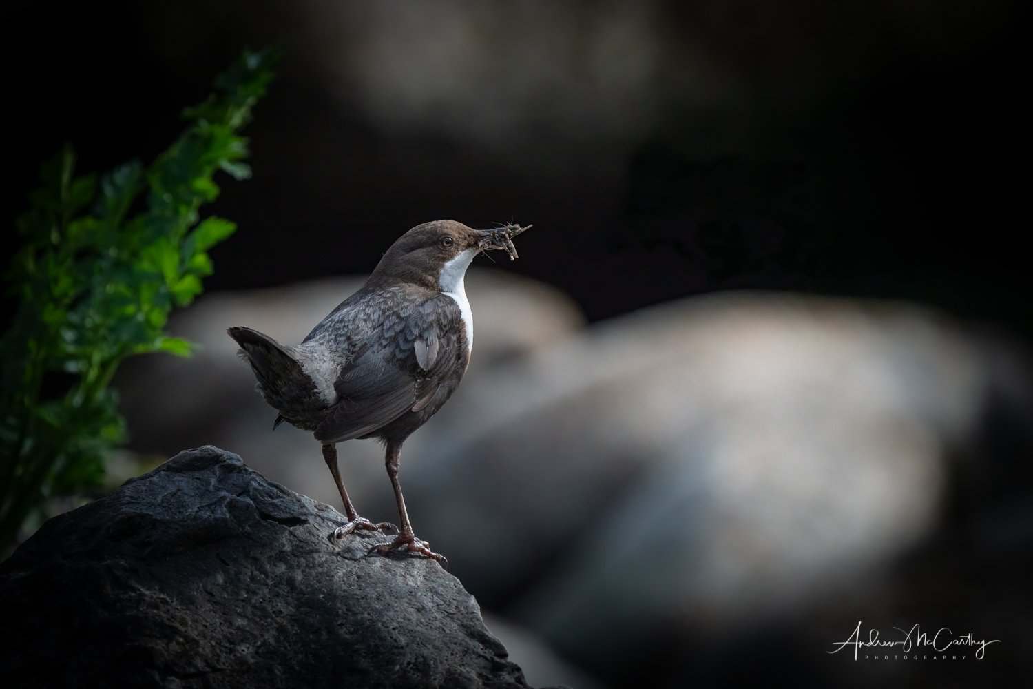 Birds - Andrew McCarthy Photography
