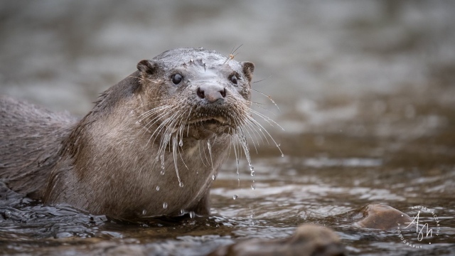Mammals - Andrew McCarthy Photography