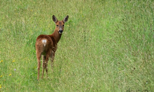 Mammals - Andrew McCarthy Photography