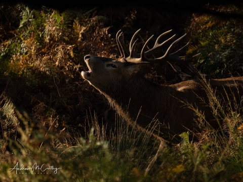 Mammals - Andrew McCarthy Photography