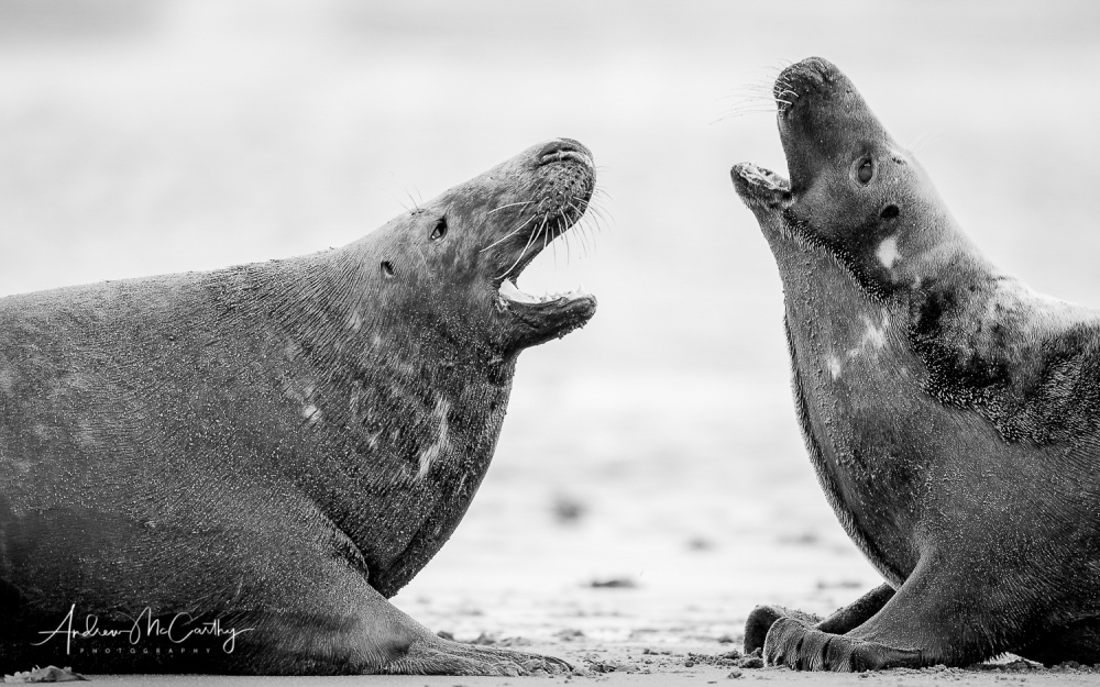 Mammals - Andrew McCarthy Photography