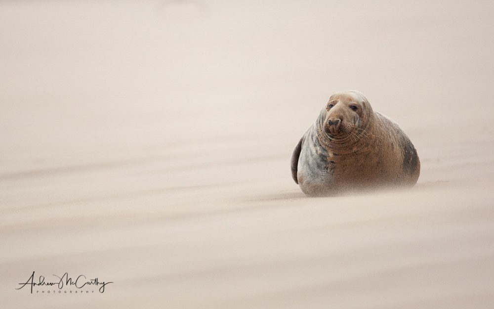 Mammals - Andrew McCarthy Photography