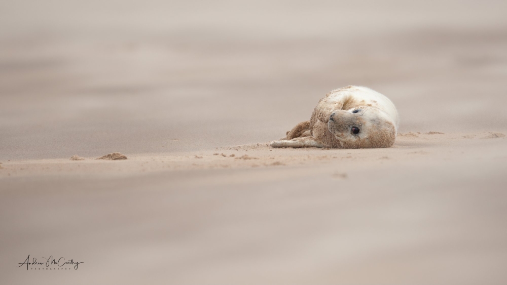 Mammals – Andrew McCarthy Photography