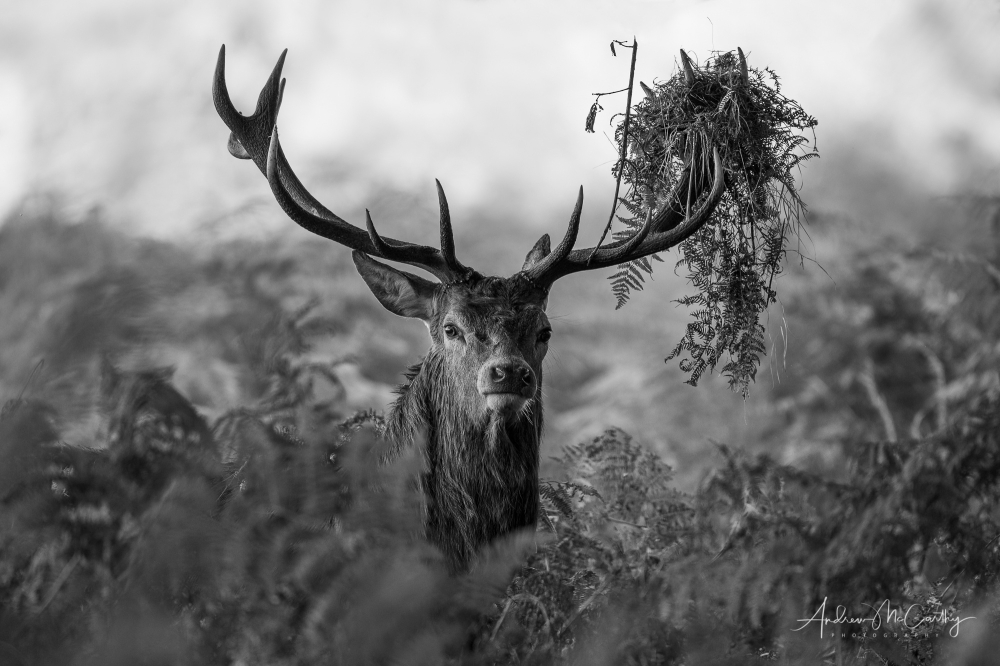 Mammals – Andrew McCarthy Photography