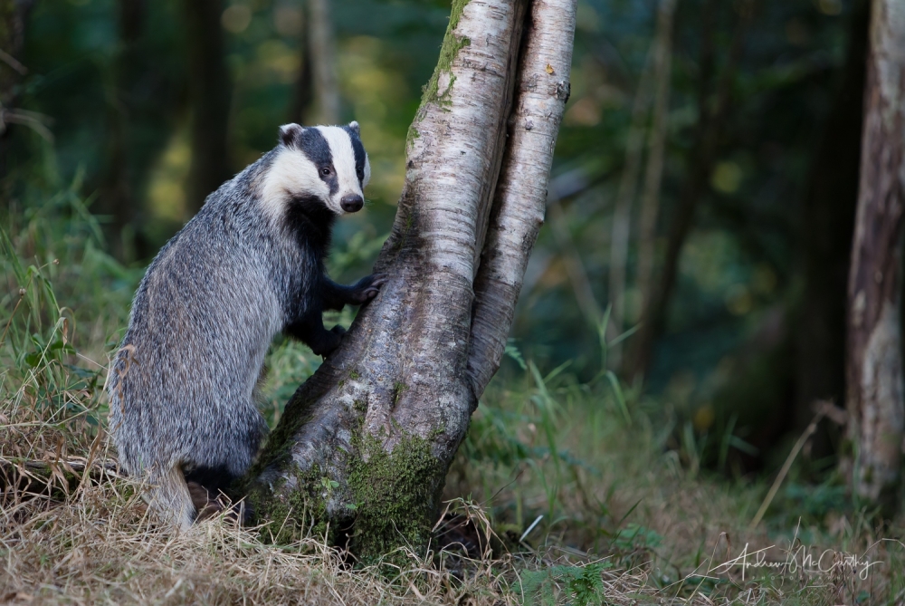 Mammals – Andrew McCarthy Photography