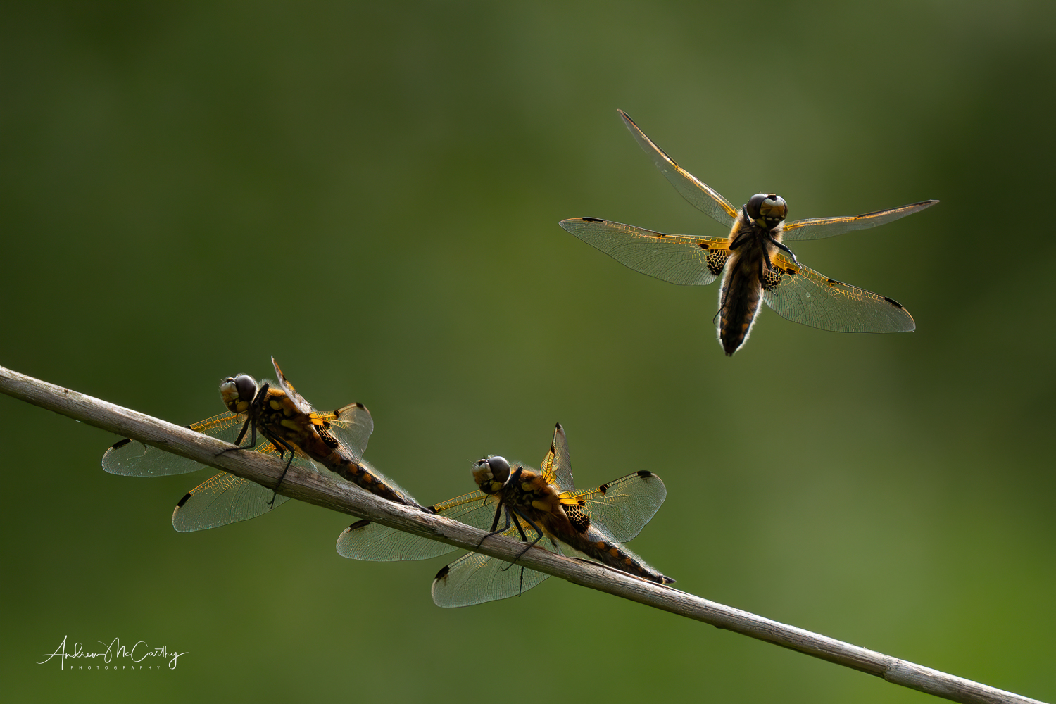 Andrew McCarthy Photography - Southwest UK photographer